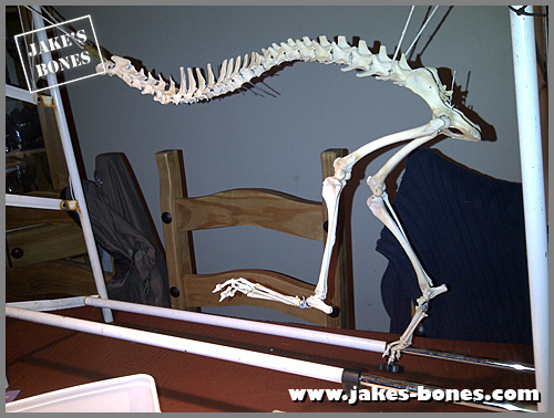How to rearticulate a fox skeleton: part two : Jake's Bones