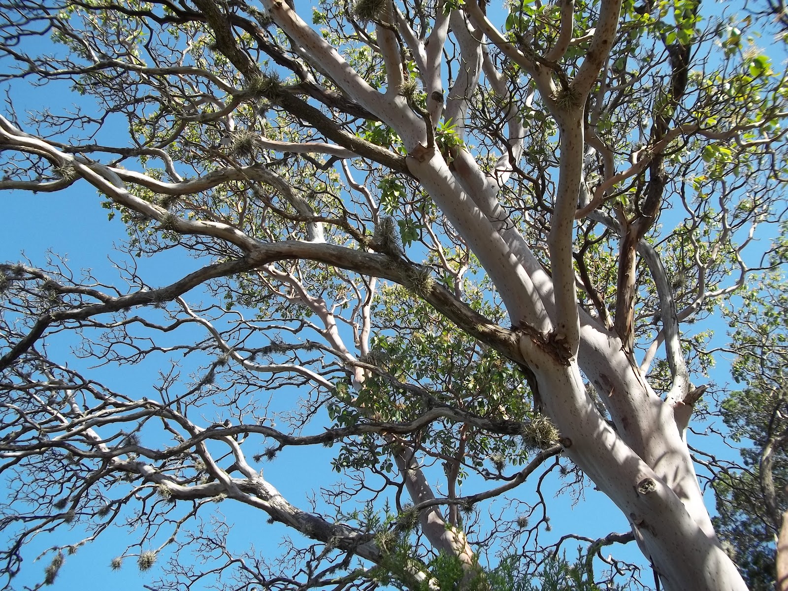 Rock-Oak-Deer: This Madrone Stands Alone