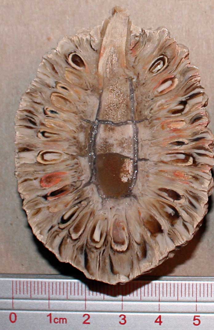Louisville Fossils and Beyond: Araucaria mirabilis Cone Fossil