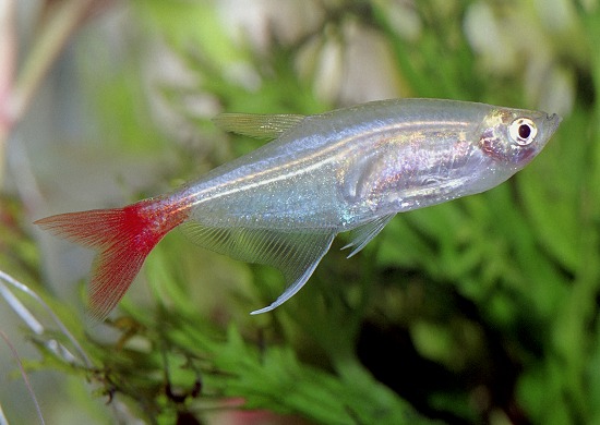 Le Characin à queue rouge (Prionobrama filigera)