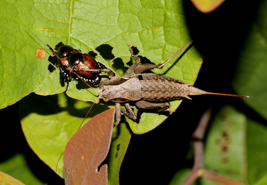 Listening in Nature: The Predatory Katydid