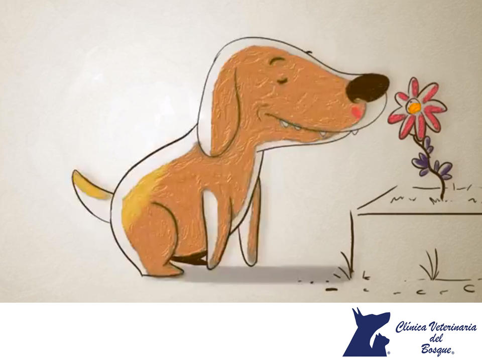 TIPS PARA MASCOTAS: El increíble olfato de los perros. CLÍNICA ...