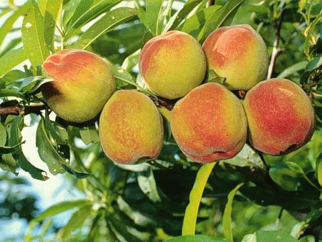 PLANTAS E ERVAS E FRUTOS QUE CURAM: FRUTA PESSEGO