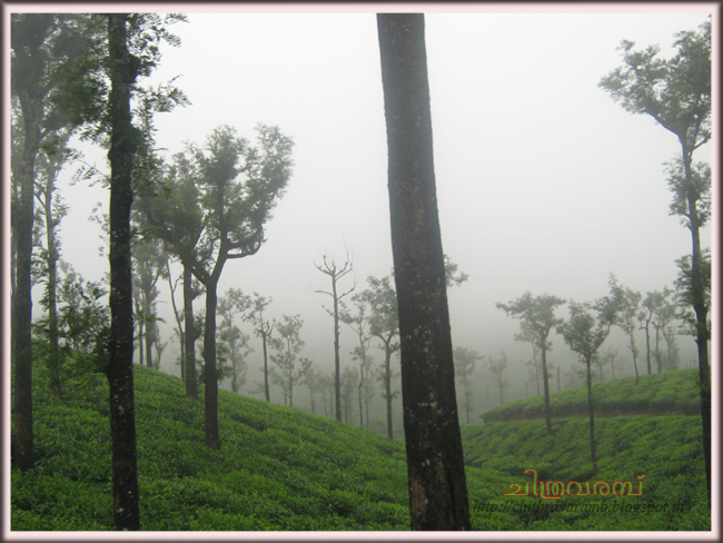 photo-causeway: Tea Gardens Of Valpara