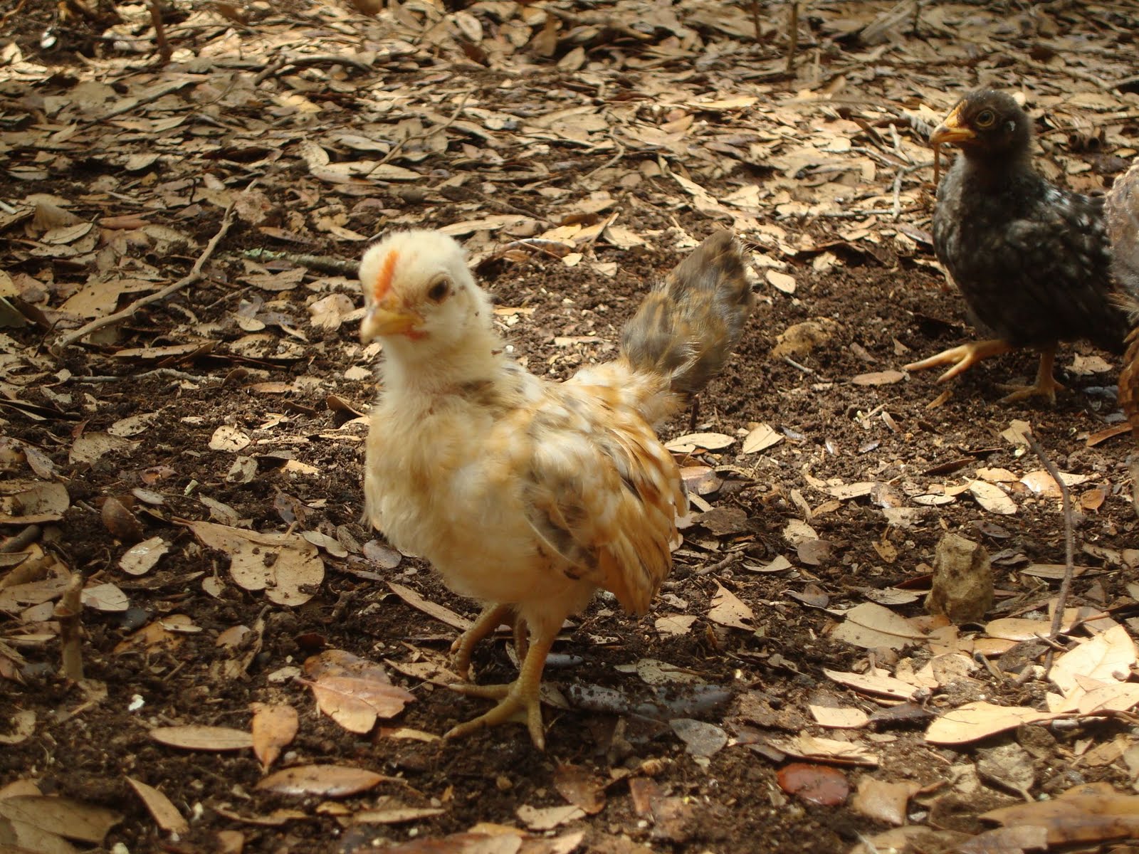 Tiny Chickens: Serama and silkie babies