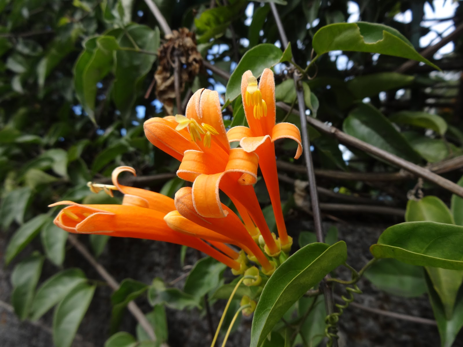 Herbs from Distant Lands: Pyrostegia venusta - Flame Flower, Golden ...