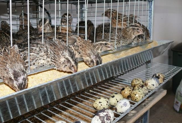 Duvida no Campo: CULTIVO DE CODORNAS ECONOMICAMENTE VIÁVEL E EFICAZ