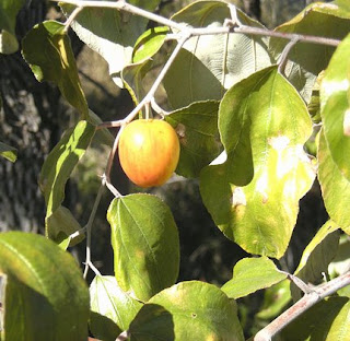 EL PONSIGUE MADURO: EL PONSIGUE MADURO