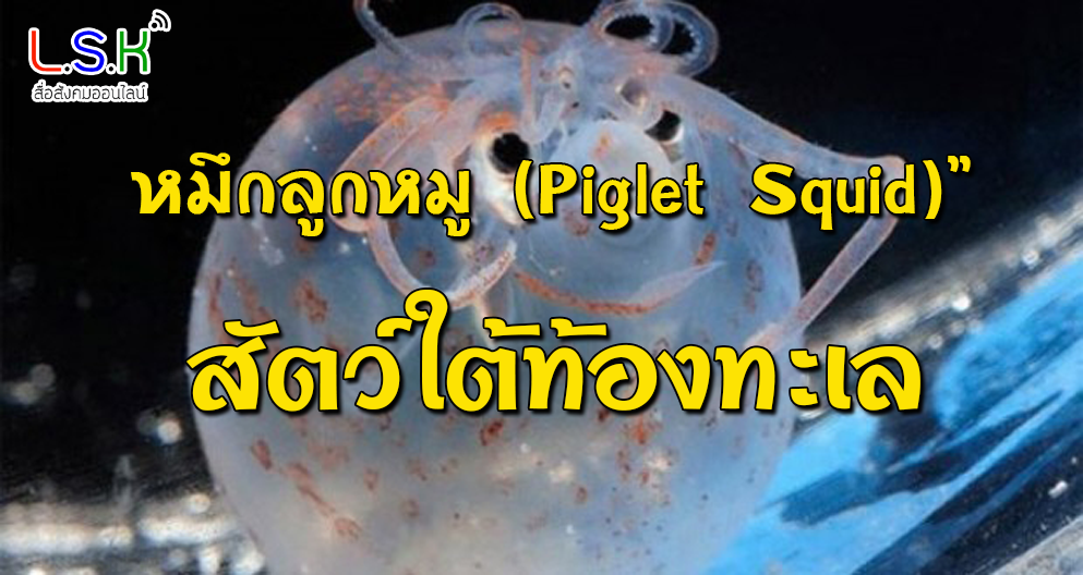 “หมึกลูกหมู (Piglet Squid)” - All of Kids