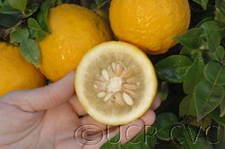 Bonsai Natal: Ichang papeda - Citrus ichangensis