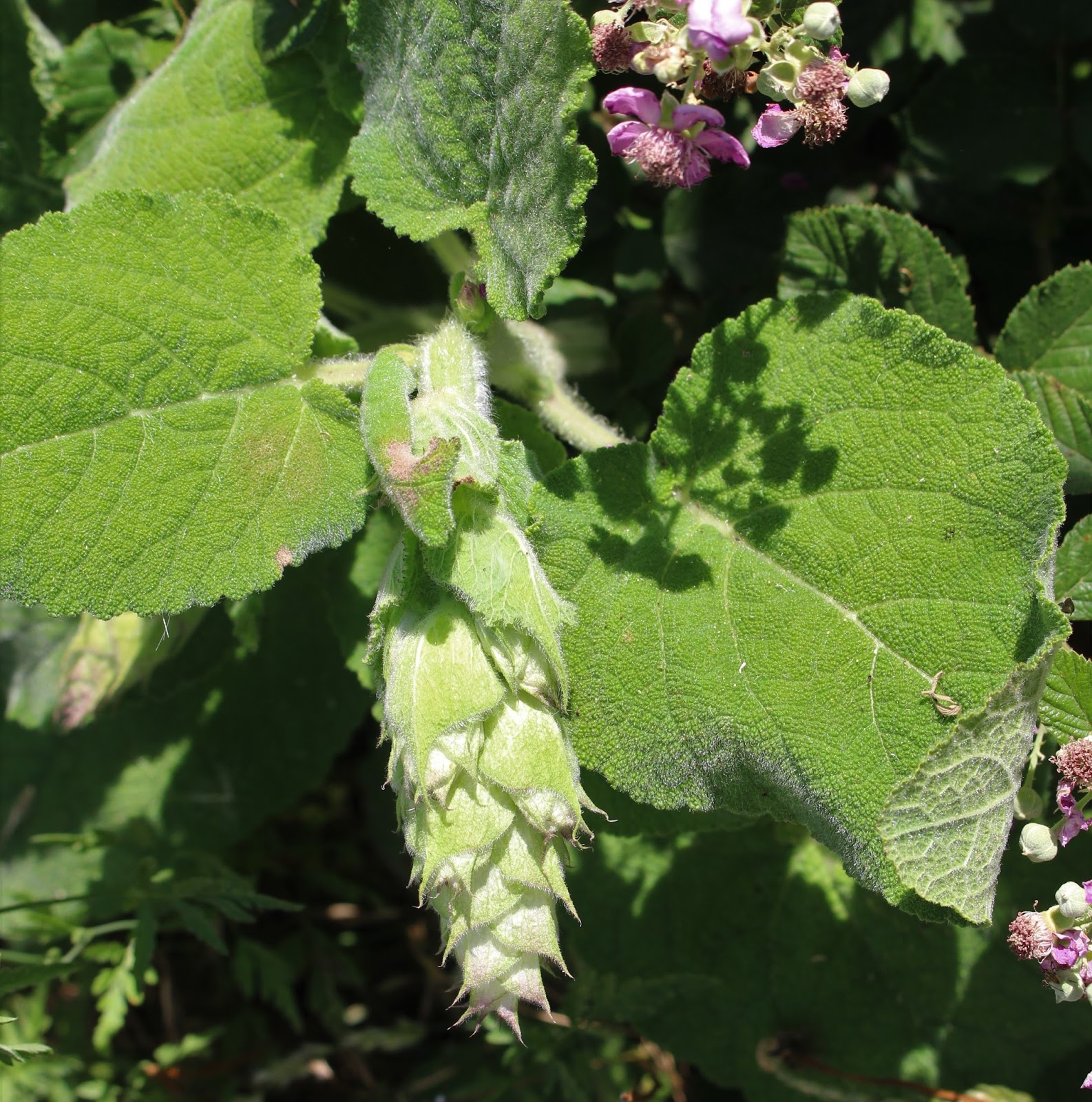 Plantas: Beleza e Diversidade: Salva-esclareia (Salvia sclarea)