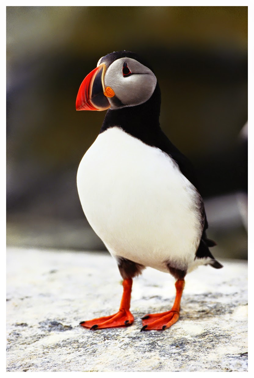 PUFFINS photos - wallpapers (ανανεωμένο) | the fun bank