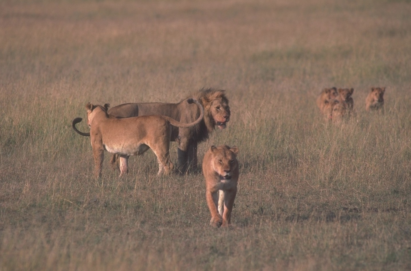 IMAGENES DE LEONES: FOTO DE MANADA DE LEONES