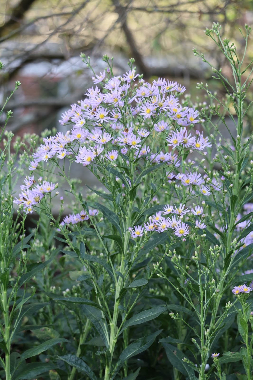 BASIL BECKY..... Gardening from the Heart: Another Great Fall Invasive ...