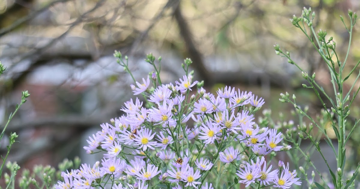 BASIL BECKY..... Gardening from the Heart: Another Great Fall Invasive ...