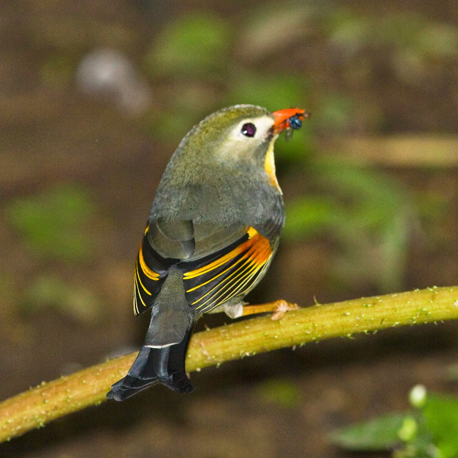PETER'S PORTFOLIO..............Bird & Wildlife Photography: Pekin Robin ...