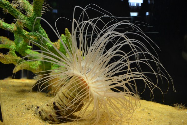 Family Travel Blog : Underwater World Langkawi, Malaysia