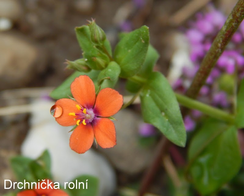 Bylinky ze Salaše: Drchnička rolní