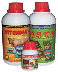 penggemukan sapi & kambing secara Optimal: cara menghitung bobot sapi