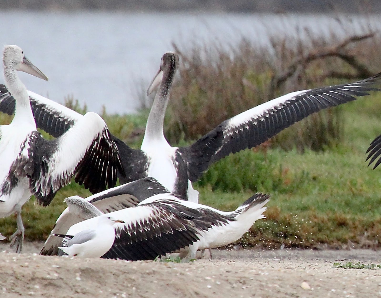 Avithera: Australian Pelican juveniles – strange behaviour after feeding