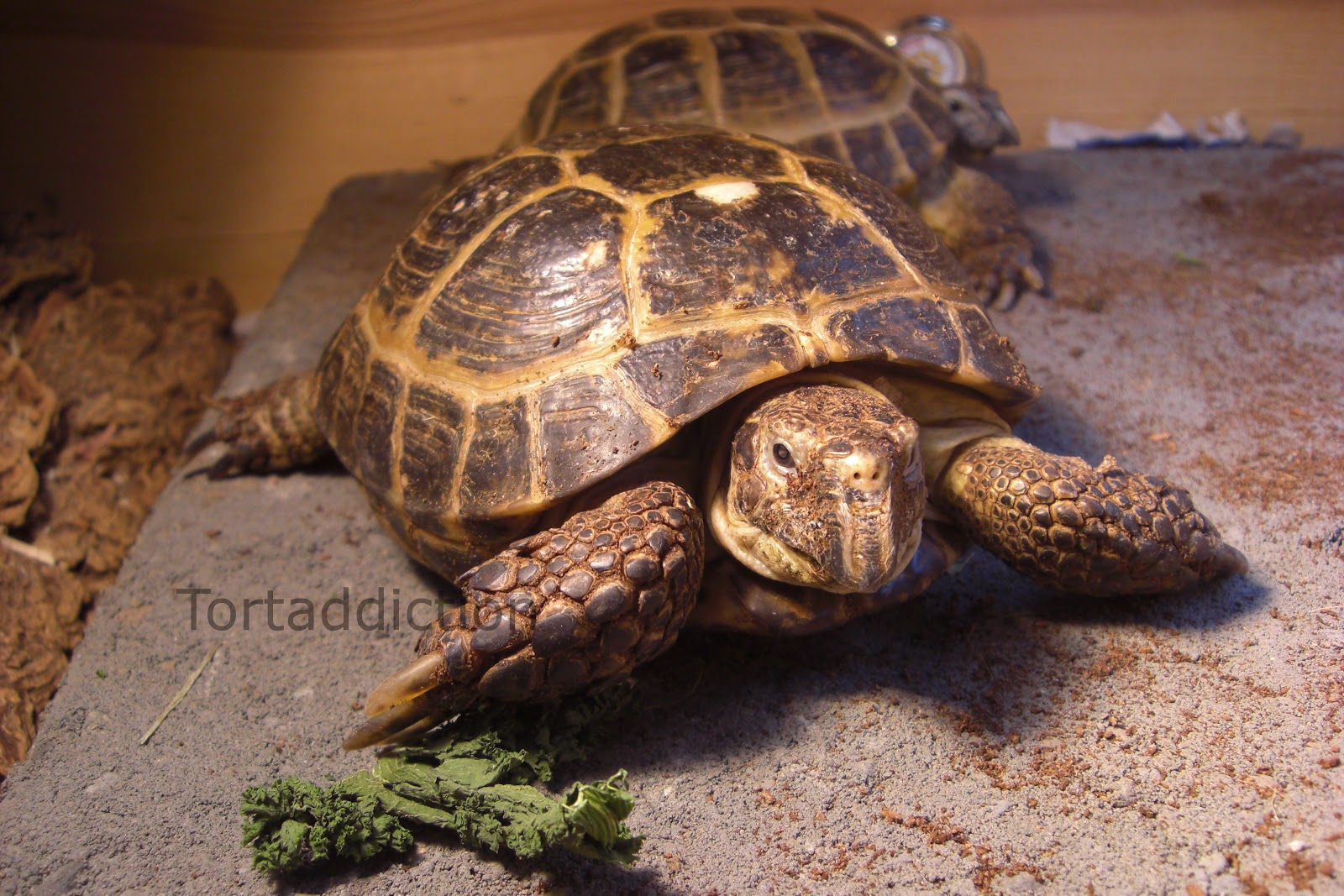 Tortaddiction: Meet the tortoise stars!