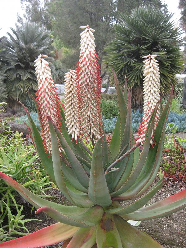 Trees Planet: Aloe ferox - Cape Aloe