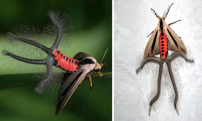 Creatonotos gangis expands their coremata (also known as hair pencils ...