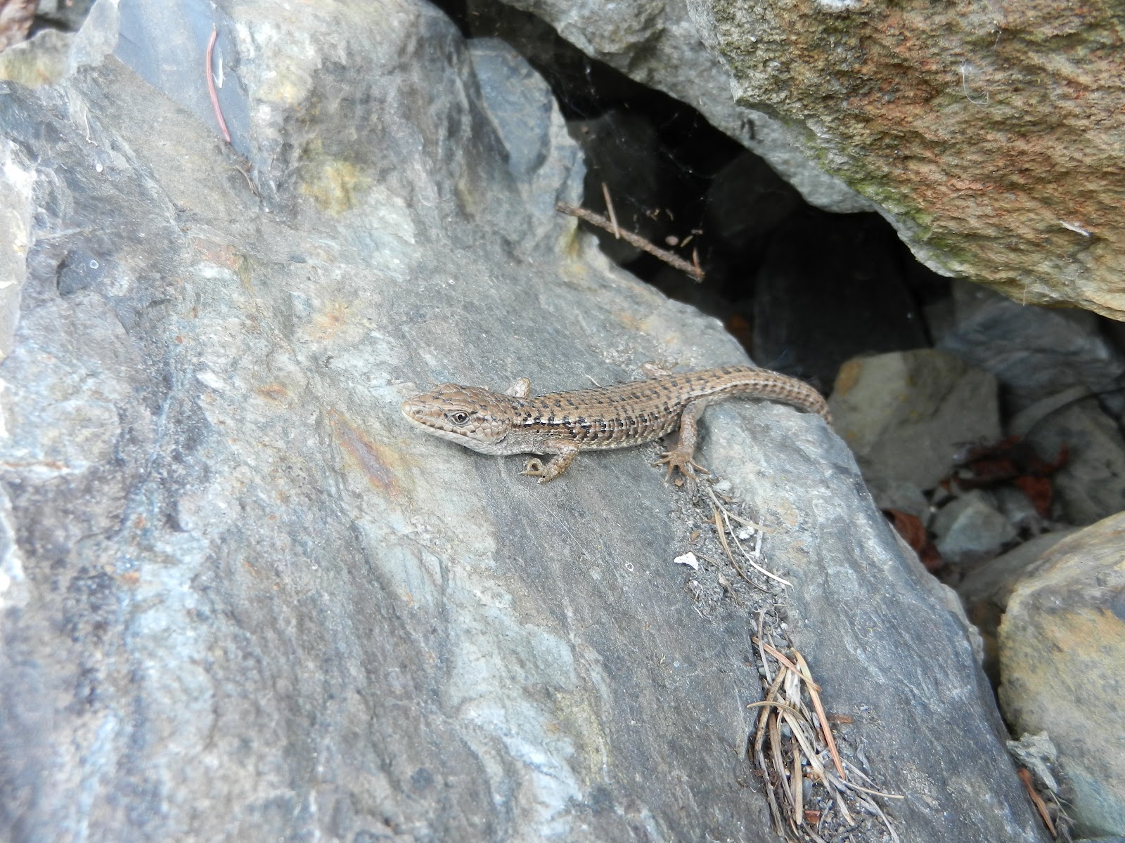 Real Everything Else: Lots of alligator lizard skinks