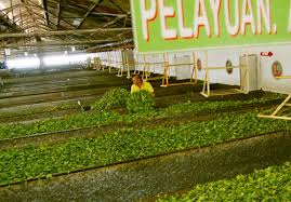 Proses Pelayuan Pengolahan Pucuk Teh | Pendidikan Dan Kreasi Masyarakat