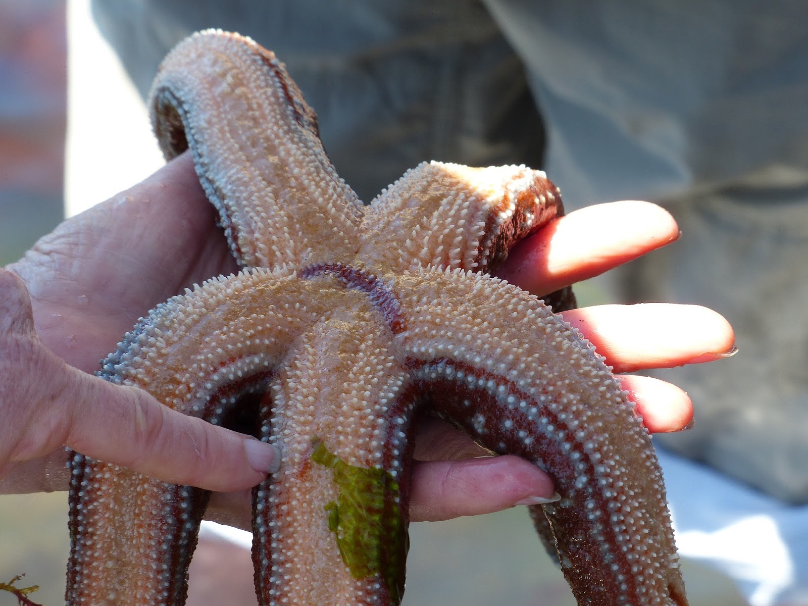 Buzz's Marine Life of Puget Sound: SEA STAR REFUGE FROM SSWD?