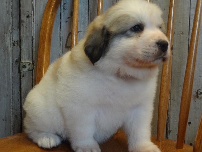 Housman Farms: Pick Your Pyrenees Puppy