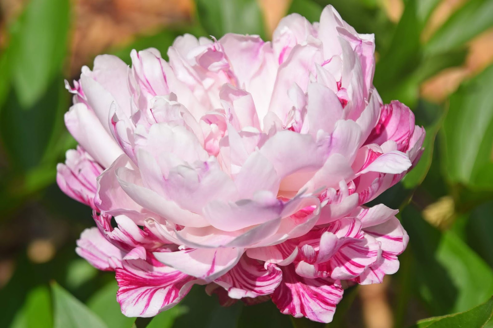 Southern Peony: 2020 Peony Blooms Week 8 Very Very Late