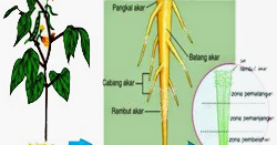 Pengertian Sifat dan Fungsi Akar, Bagian serta Jenis Akar