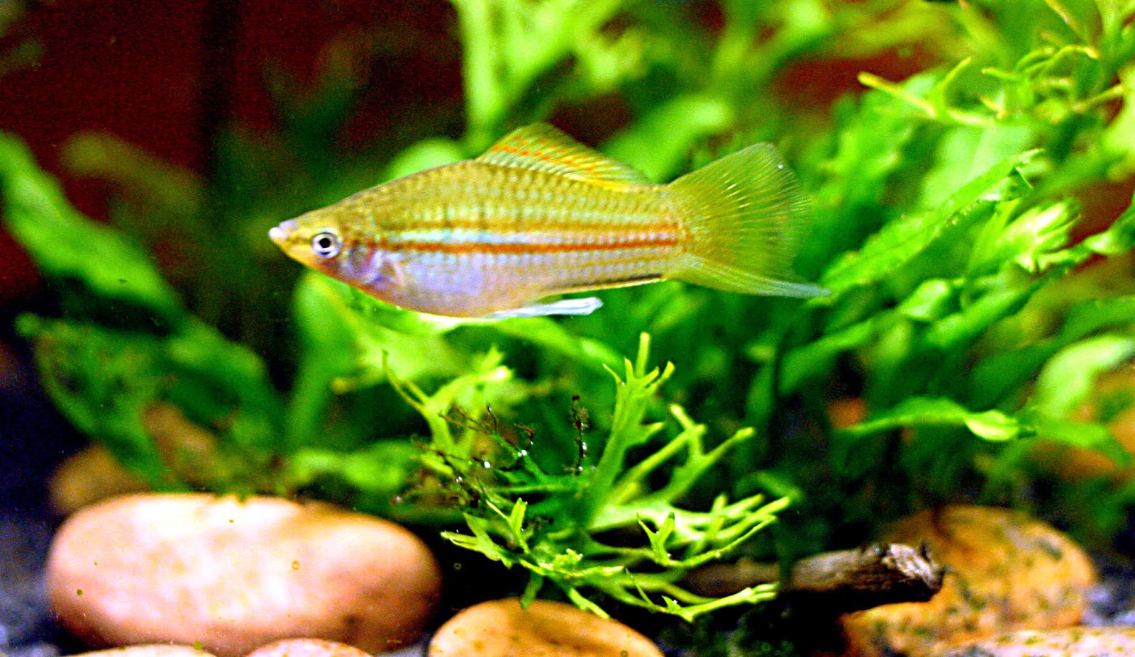 Mieczyk Hellera: Dymorfizm płciowy