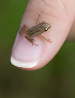 Cottage by the Sea : Peepers