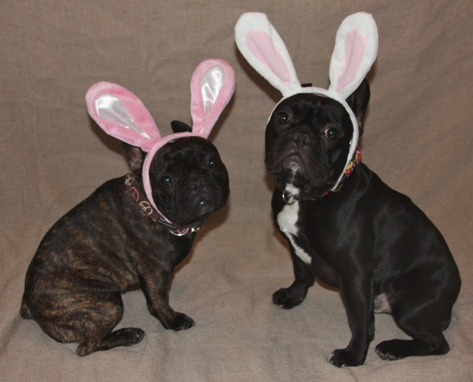 Brutus the Frenchie (& Carmen too): Easter Frenchies