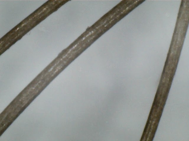 Curly Hair Under Microscope