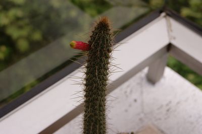 Cactus en el cielo: Cleistocactus candelilla en flor