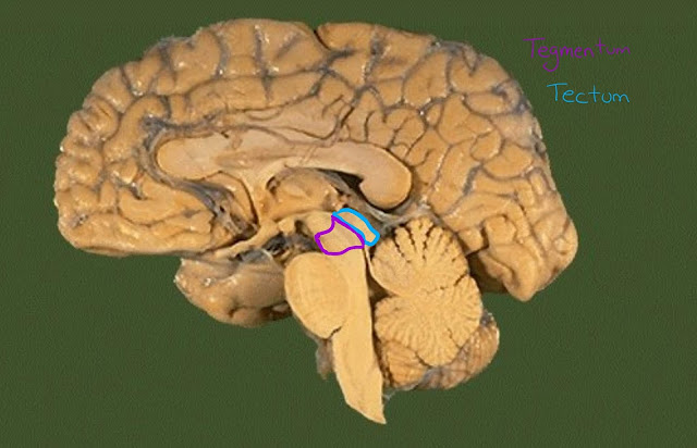 Un paso más cerca del conocimiento (Atlas de neuroanatomía).: ENCÉFALO ...