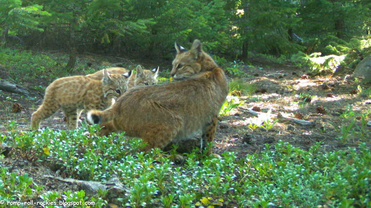 Romping and Rolling in the Rockies: A Bobcat Family