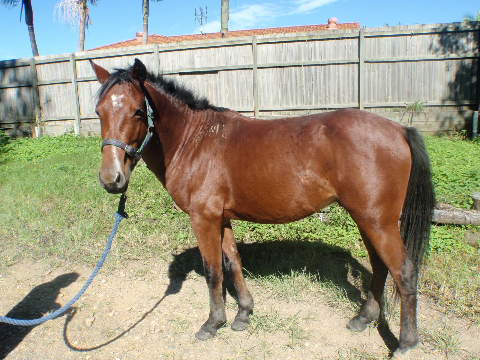 Save a Horse Australia Horse Rescue and Sanctuary: We have a new rescue ...