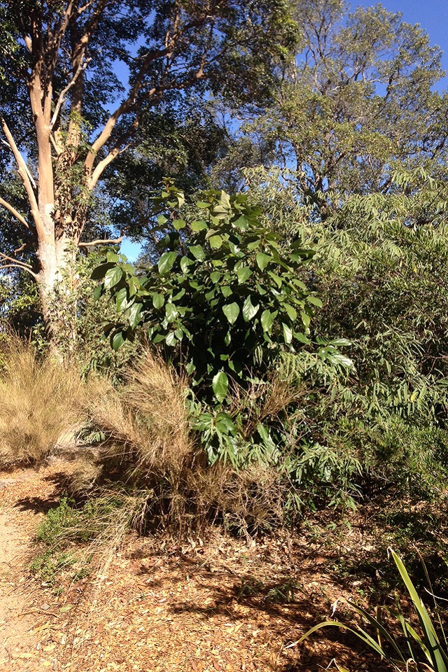 Try growing: Red Kamala (Mallotus philippensis) | Growing Illawarra Natives