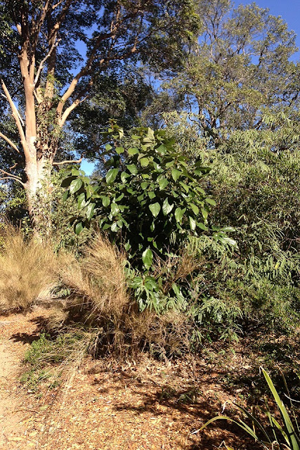 Try growing: Red Kamala (Mallotus philippensis) | Growing Illawarra Natives