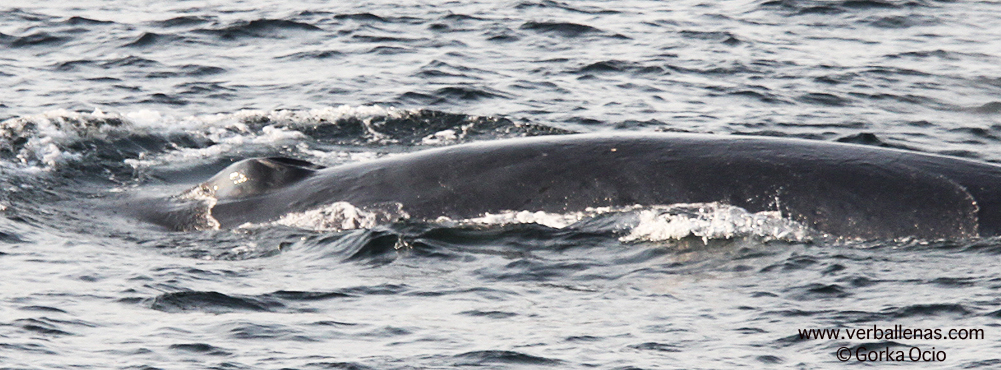 El blog de Gorka Ocio: DESDE BALLENAS DE LA ESPECIE RORCUAL BOREAL ...