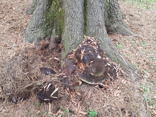 The Wandering Arborist: Anatomy of a Tree Failure