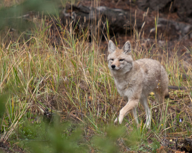 Photography of Ralph Fuchs of St. Albert, Alberta: Wildlife