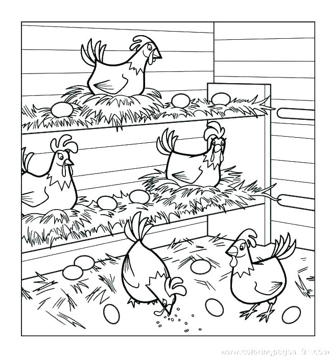 Chicken Coloring Pages Animals - Best Coloring Pages For Kids