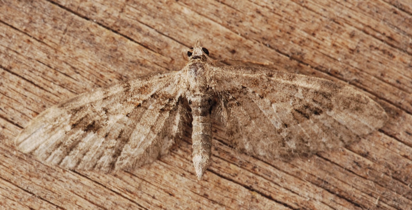 UK Pugs: 1854 Juniper Pug (Eupithecia pusillata)