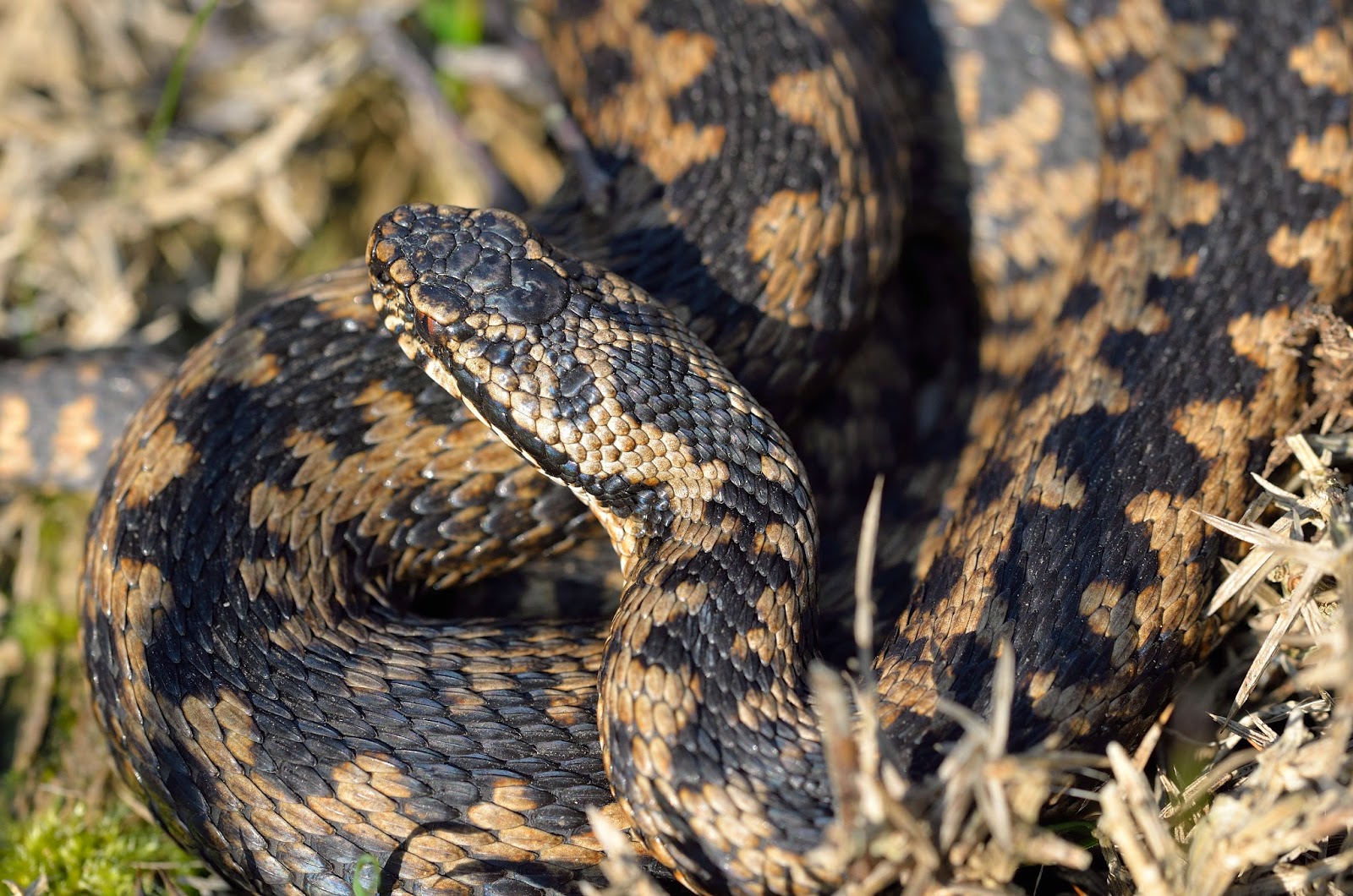 Bobs Butterfly and Bird Blog: More Adder Action.