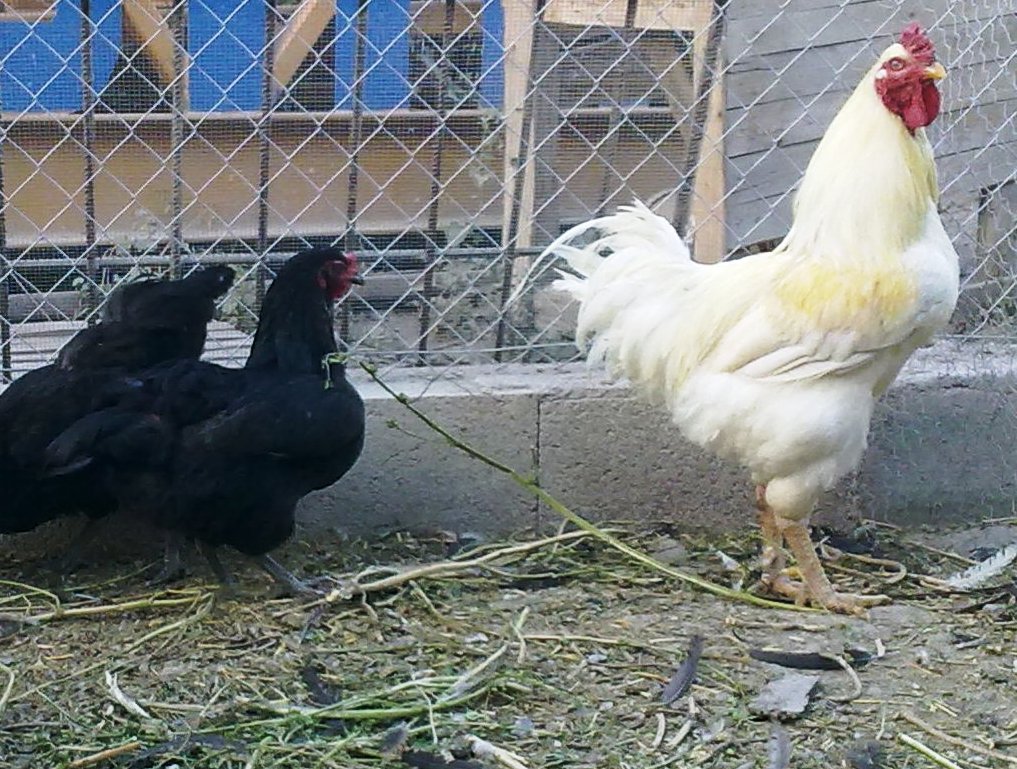 GALLINAS DE RAZA EN MURCIA: Collonca (huevos verdes)